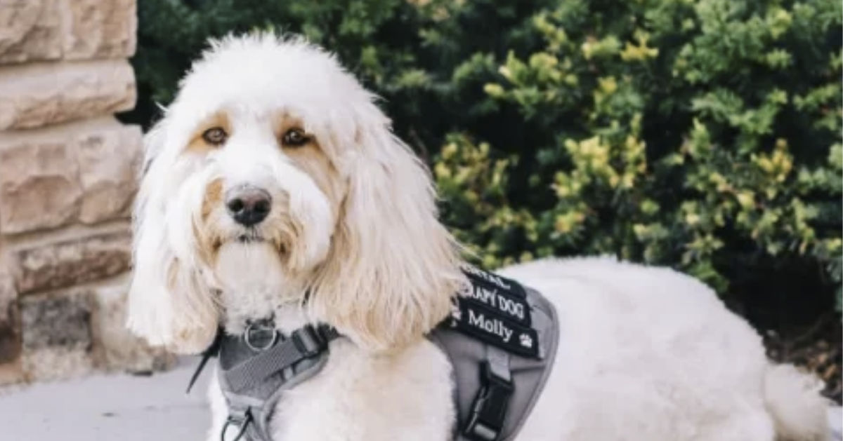 How are therapy dogs helping kids in dental clinics?